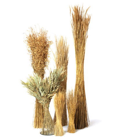 Plants and Crafts in the Cycles of Life | National Museum of Nature and ...