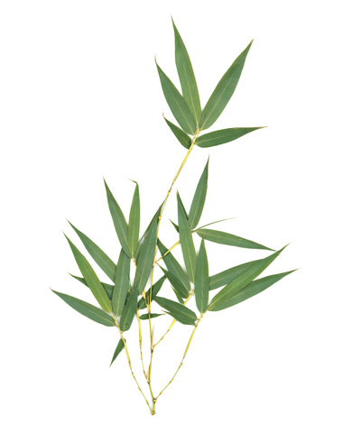 Plants and Crafts in the Cycles of Life | National Museum of Nature and ...