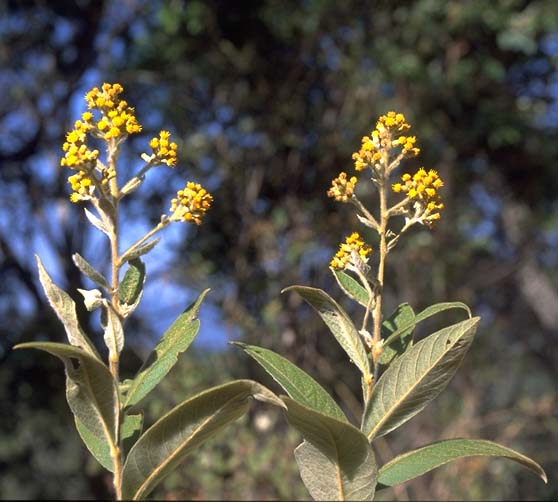 Inula cappa (Ham. ex D. Don) DC. (Compositae) オグルマの仲間 イヌラ・カッパ（キク科）