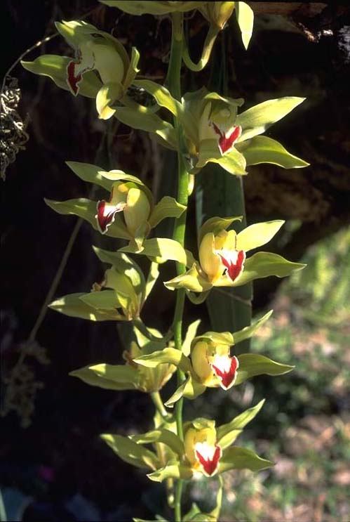 Cymbidium insigne Rolfe (Orchidaceae)