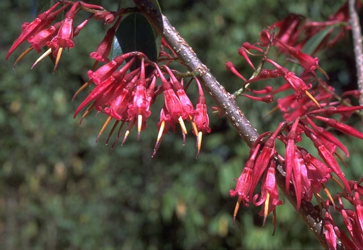 Agapetes lobbii C. B. Clarke (Ericaceae)