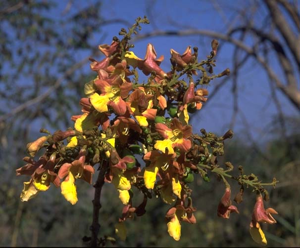 Gmelina arborea Roxb. (Verbenaceae)