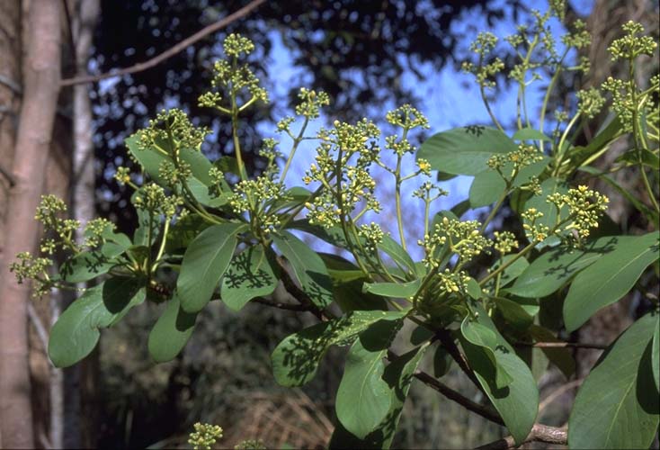 Phoebe cathia (D. Don) Kosterm. (Lauraceae)