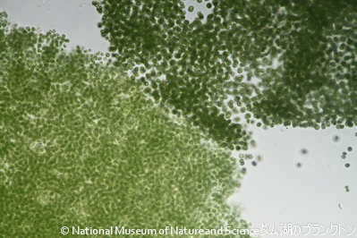 Microcystis aeruginosa
