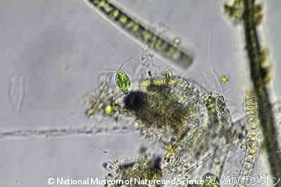 Chodatella-Lagerheimia-Franceia属