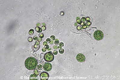 Asterococcus‐Coenochloris‐Planktosphaeria‐Sphaerocystis属
