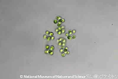 Asterococcus‐Coenochloris‐Planktosphaeria‐Sphaerocystis属