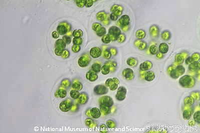 Asterococcus‐Coenochloris‐Planktosphaeria‐Sphaerocystis属