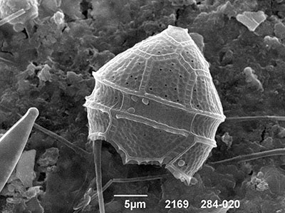 その他のPeridinium 属