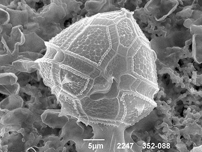 その他のPeridinium 属