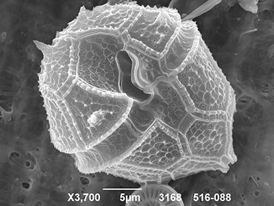 その他のPeridinium 属