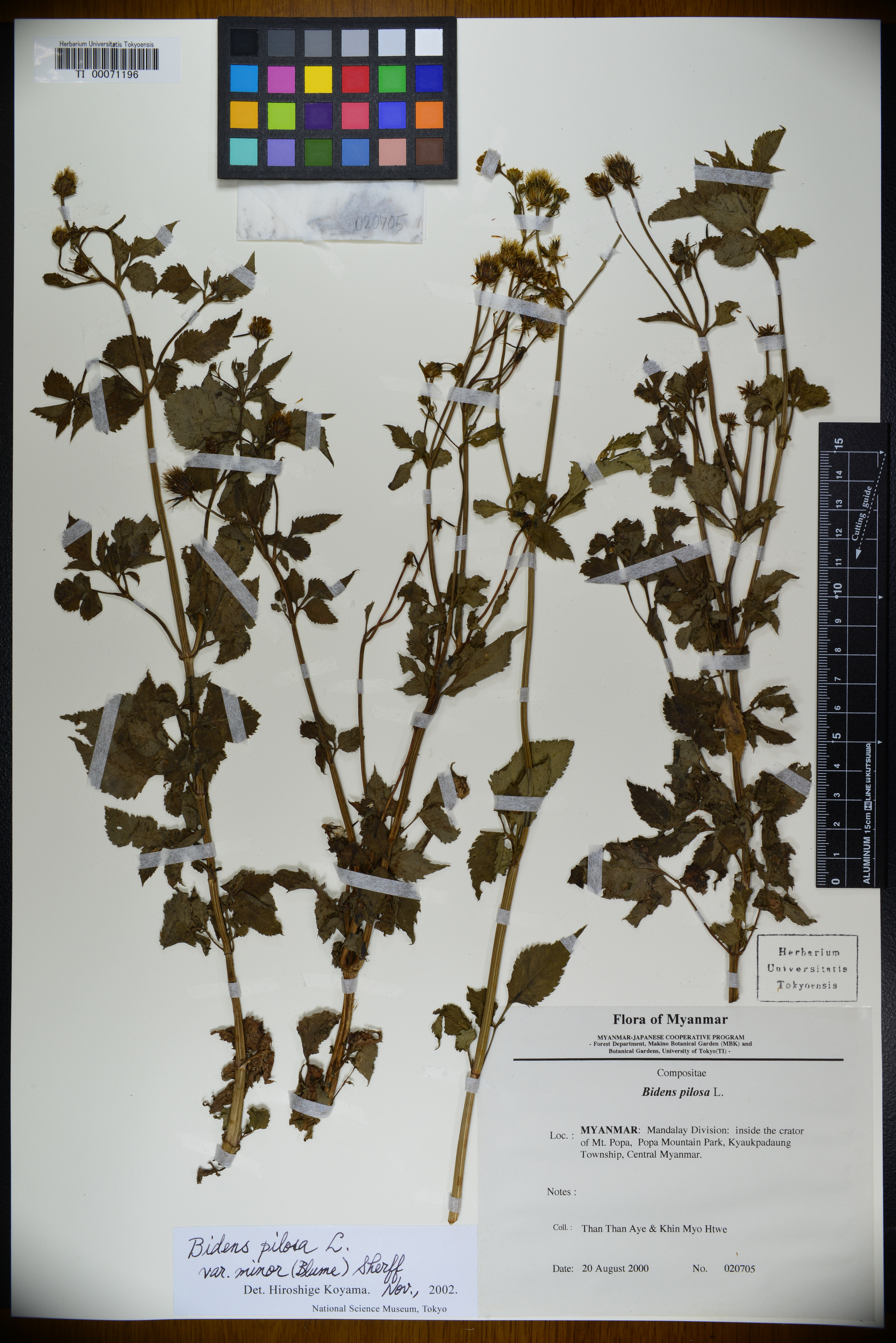 Flora of Myanmar Database