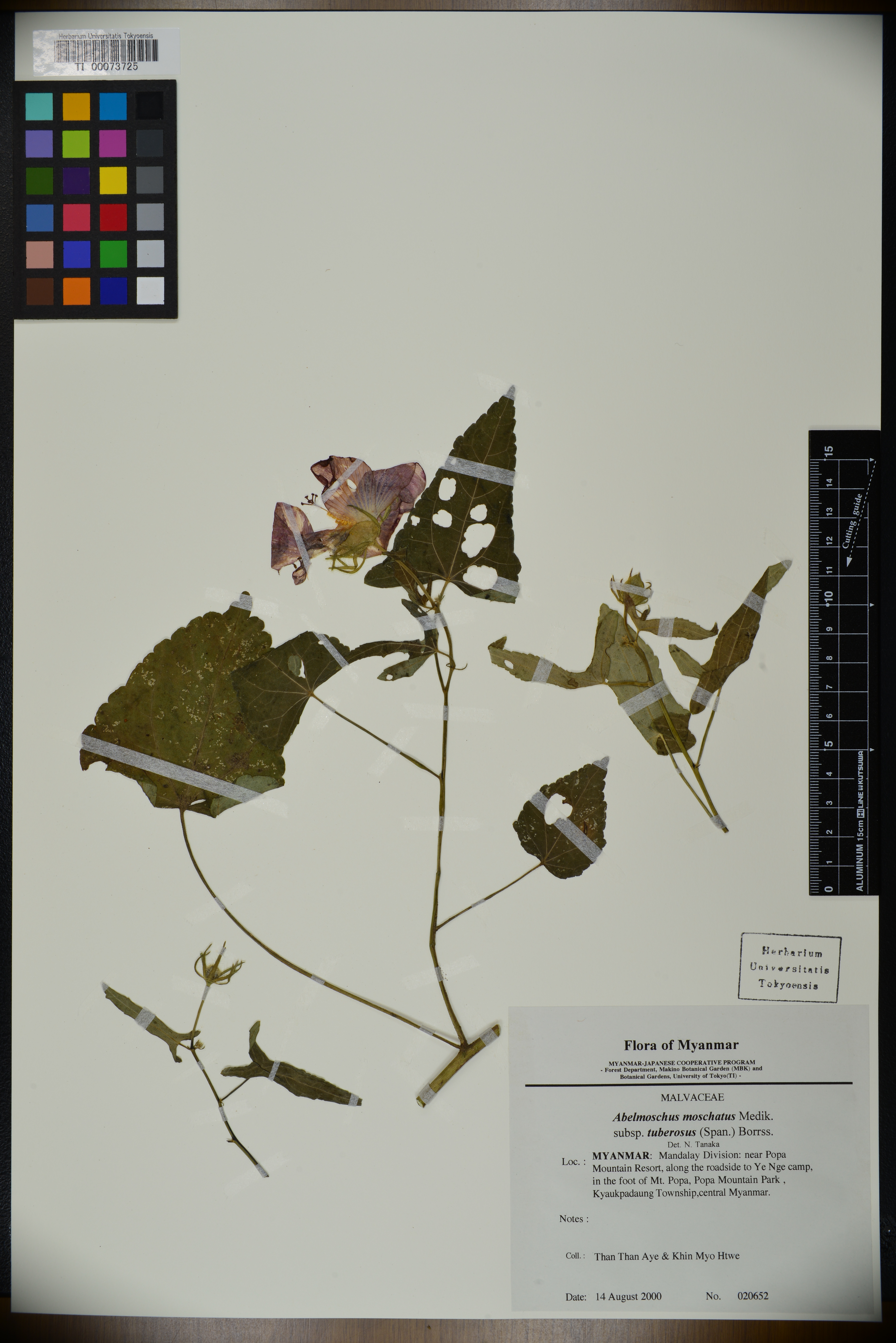 Flora of Myanmar Database