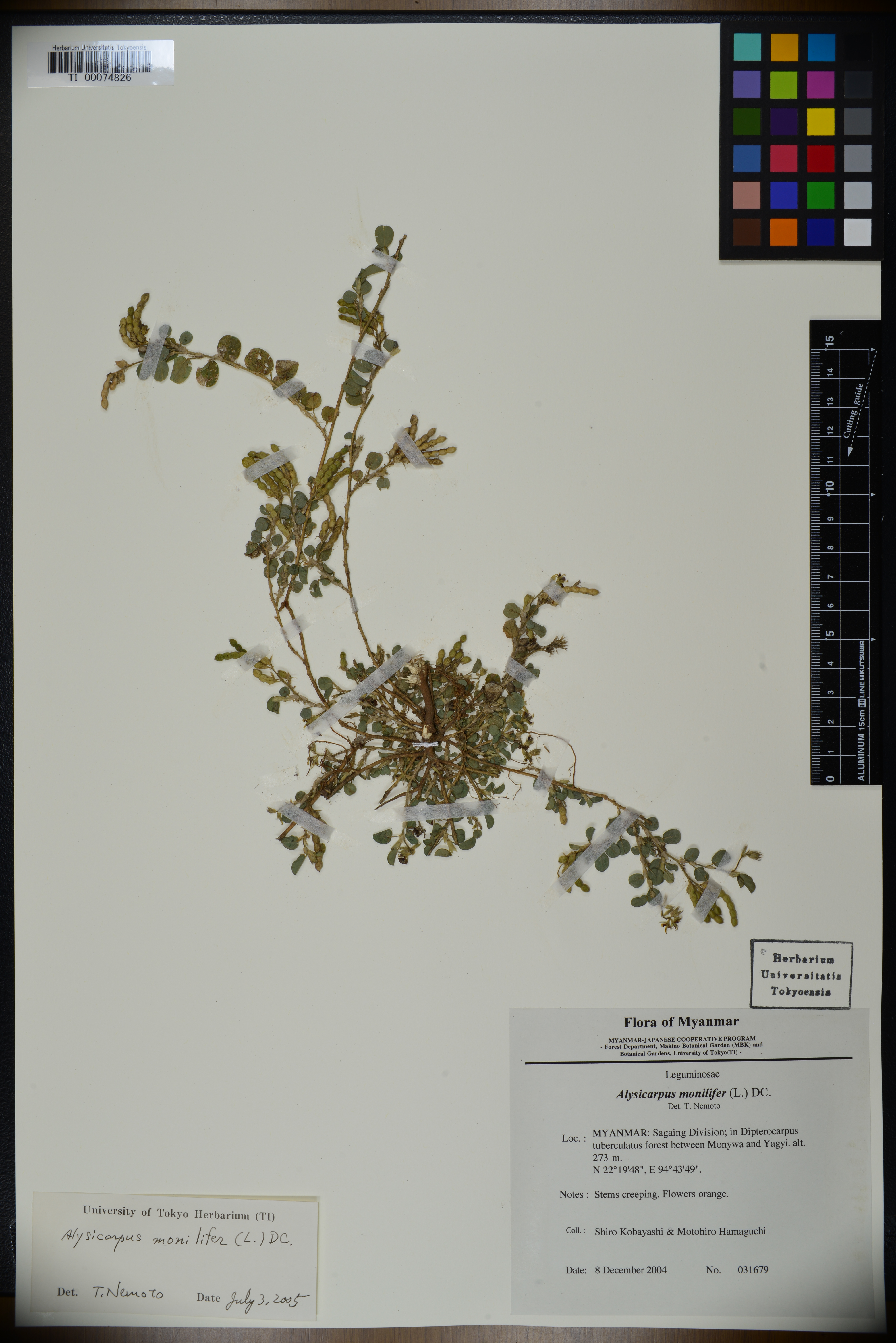 Flora of Myanmar Database