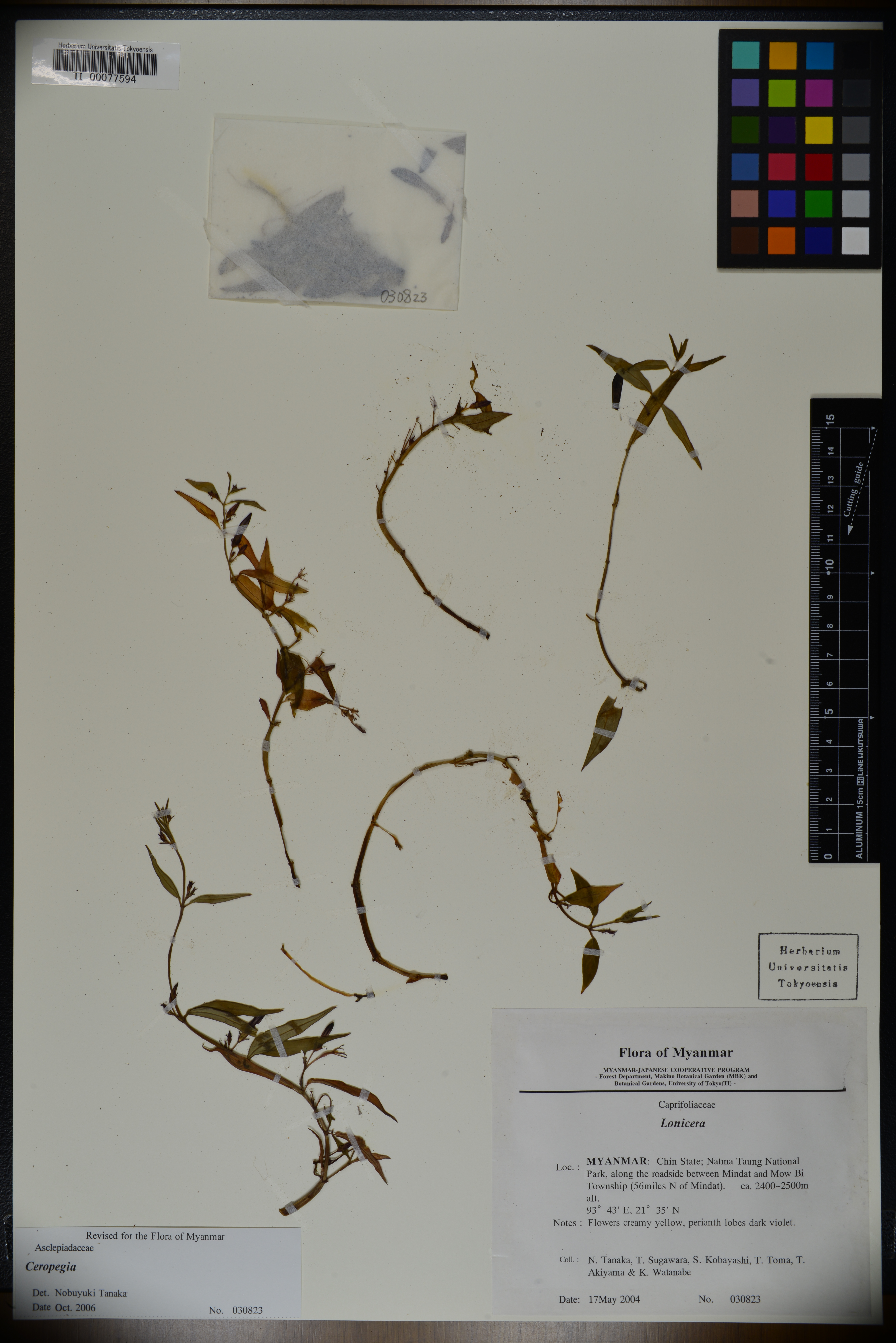 Flora of Myanmar Database