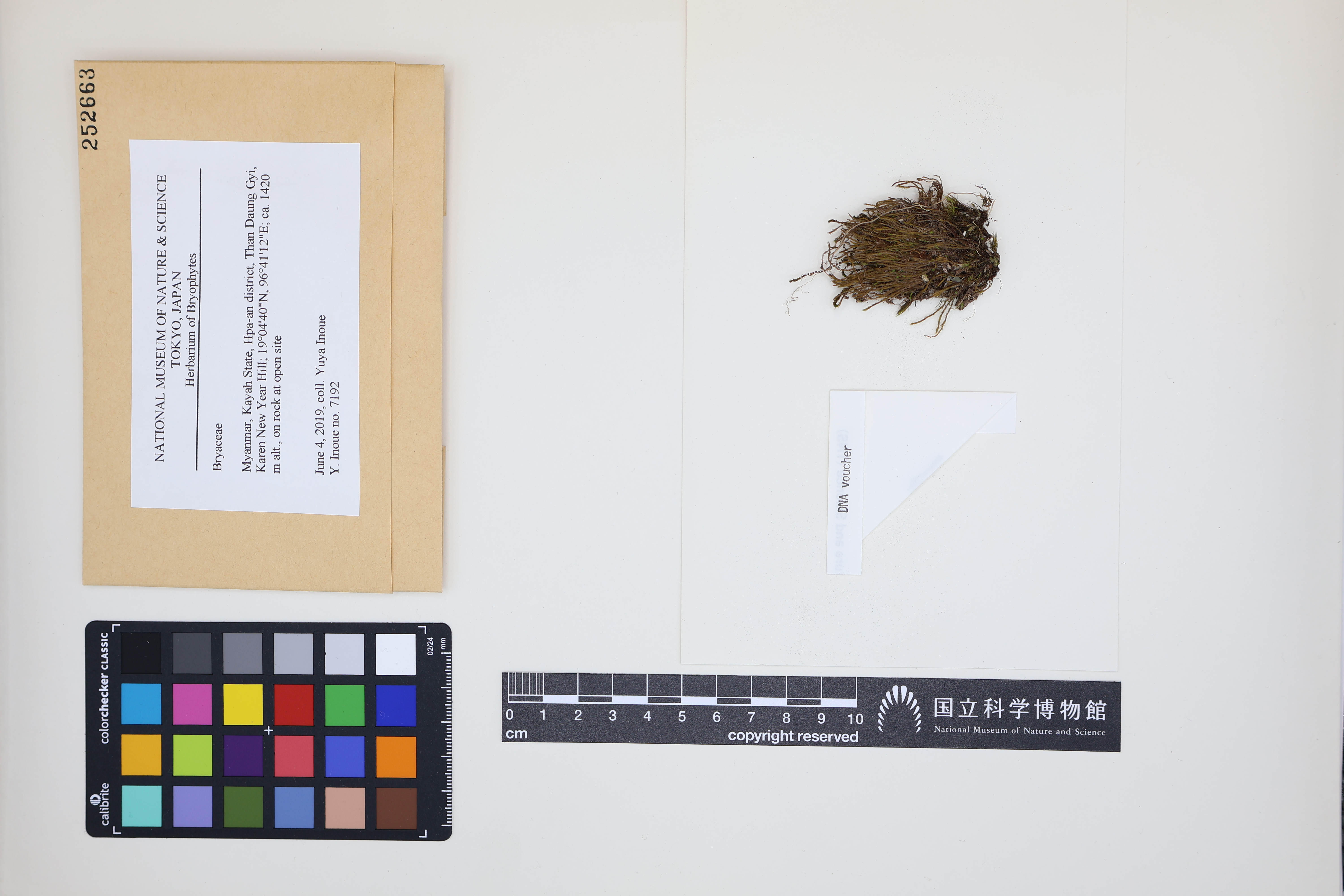 Flora of Myanmar Database