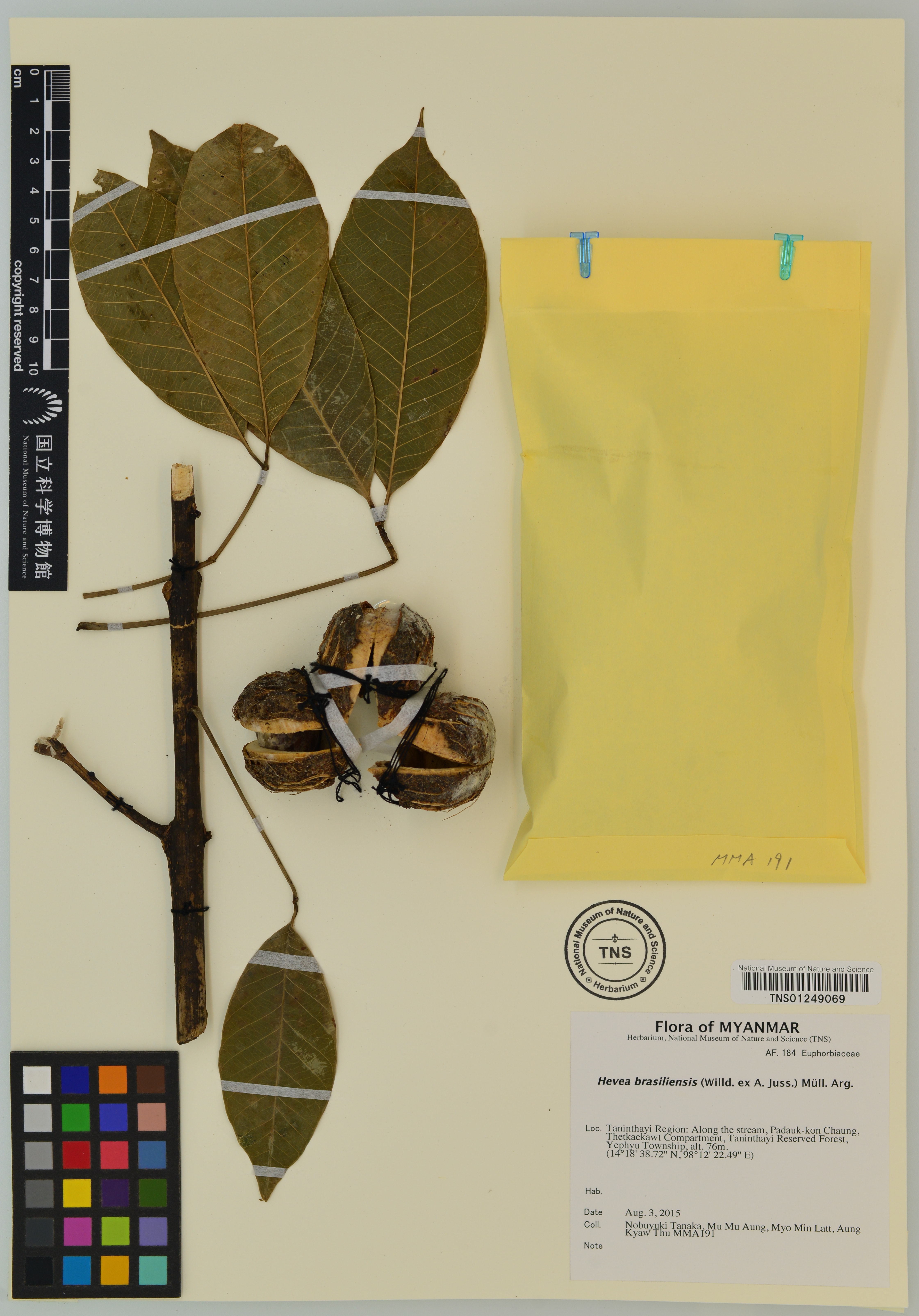 Flora of Myanmar Database
