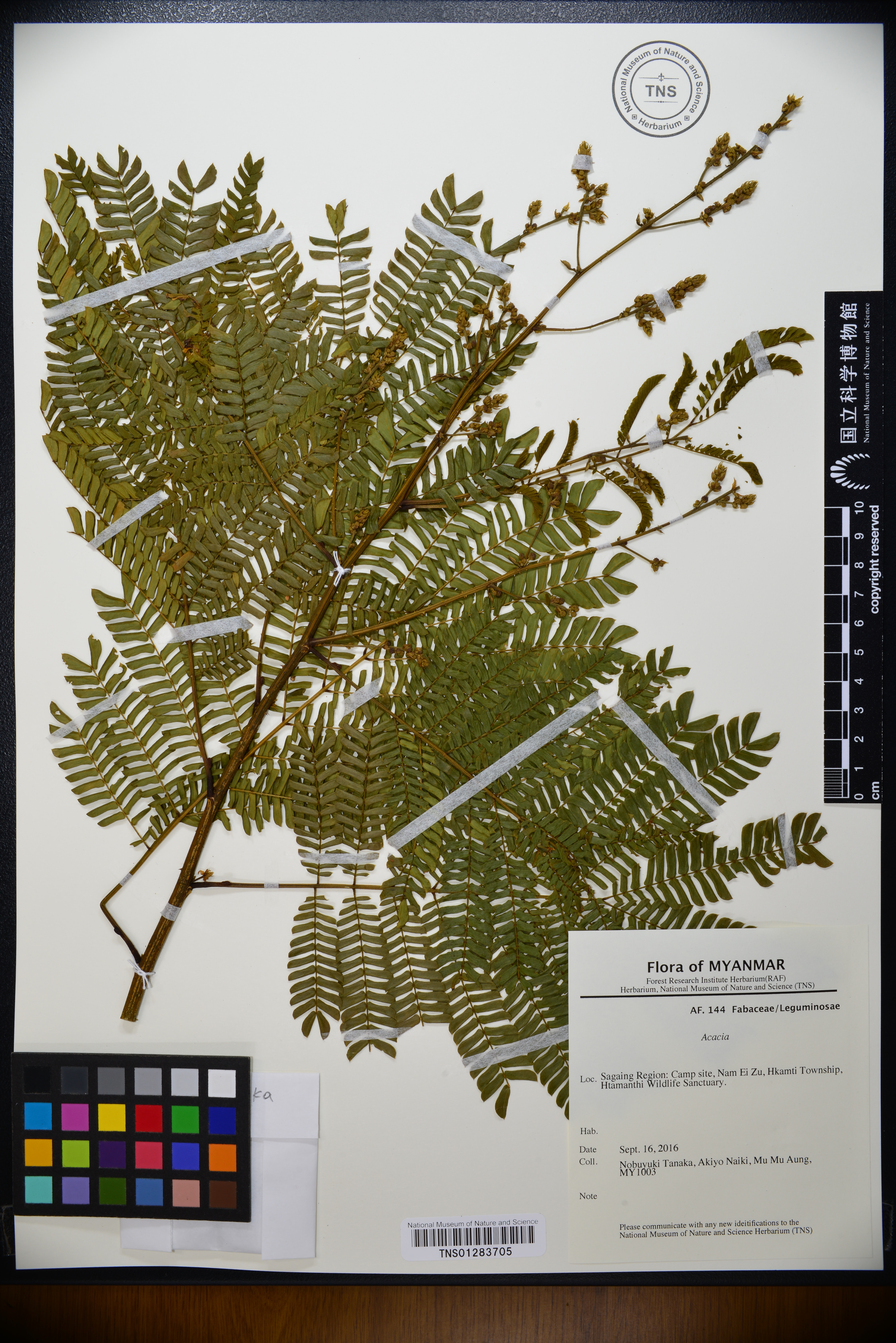 Flora of Myanmar Database