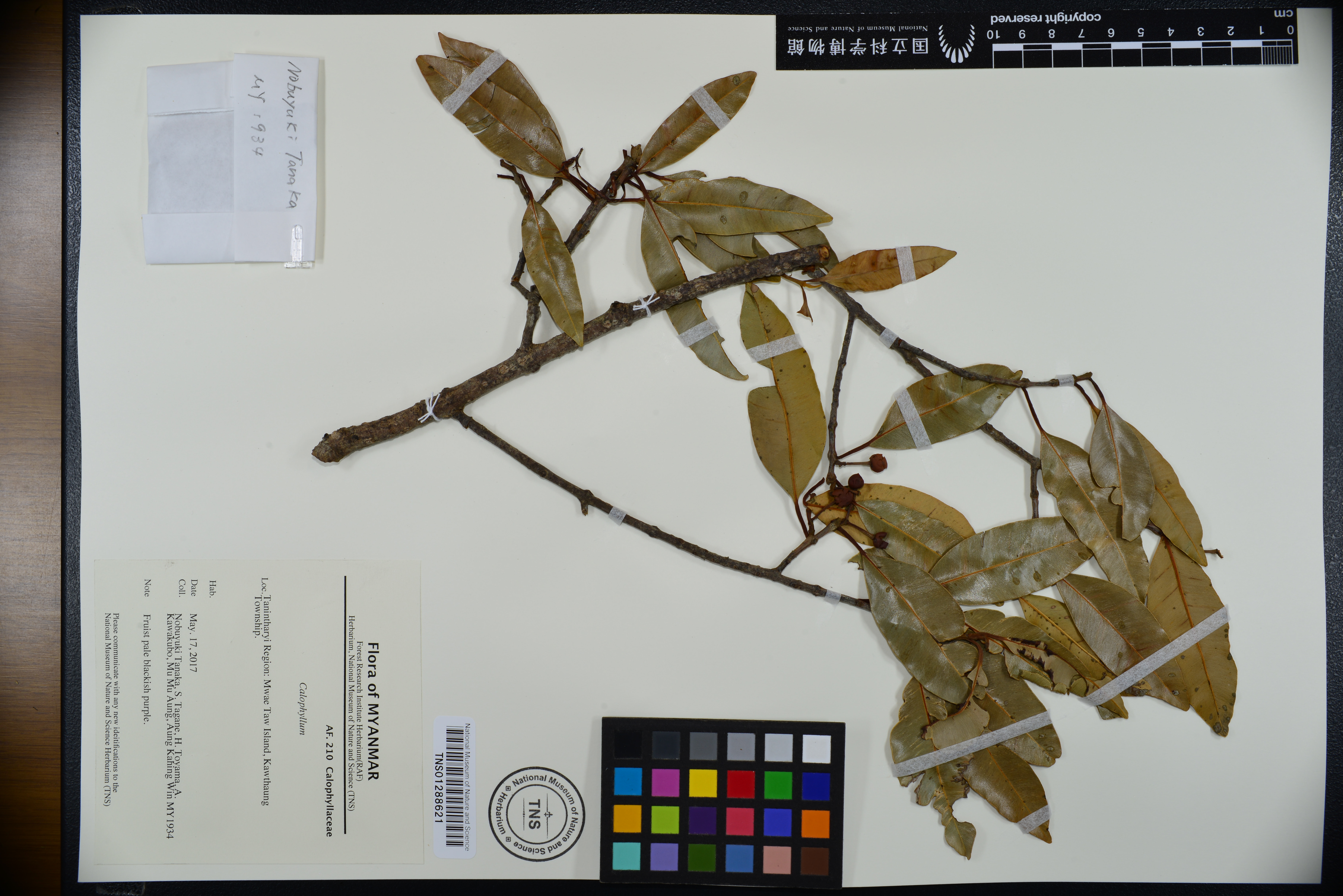 Flora of Myanmar Database
