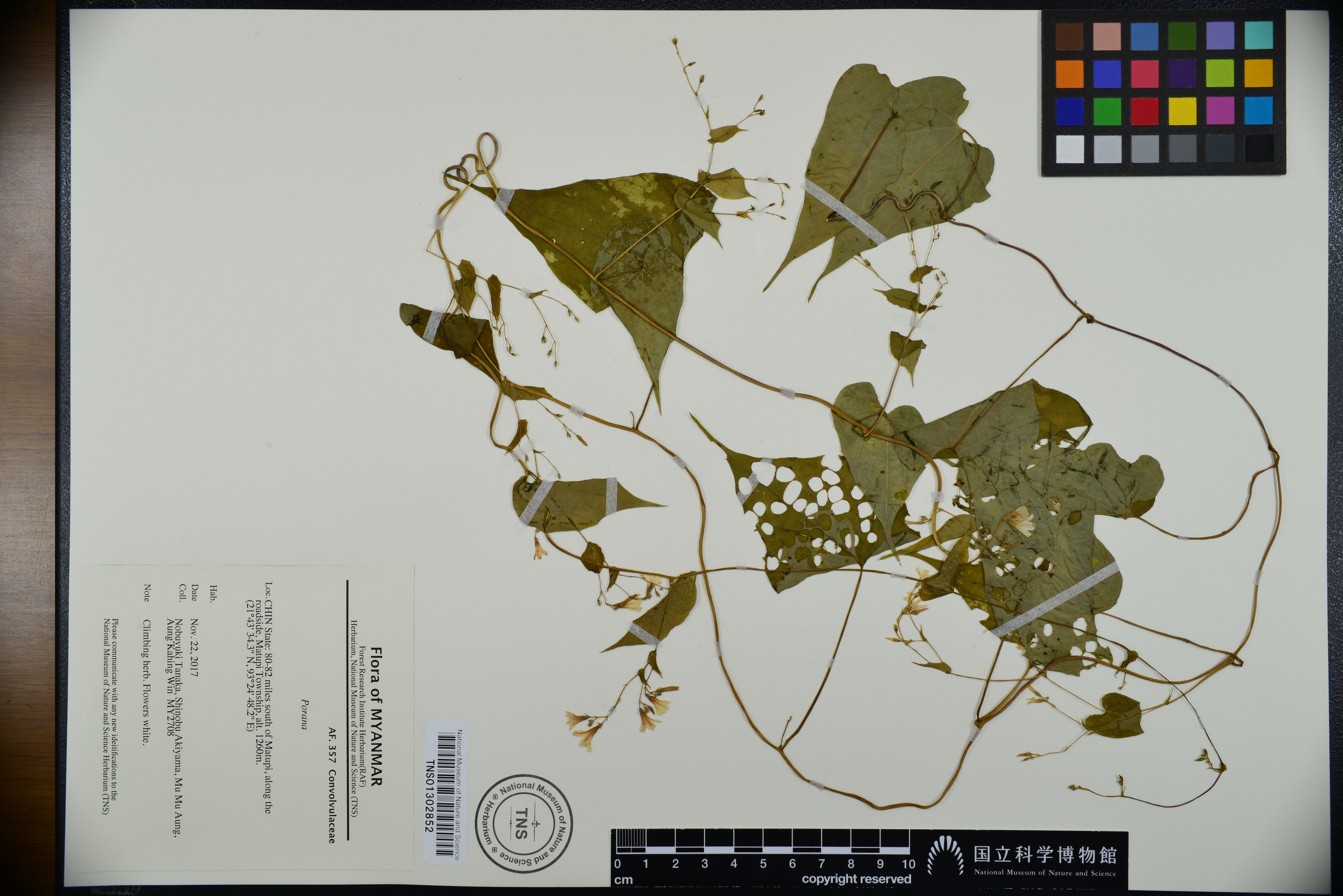 Flora of Myanmar Database