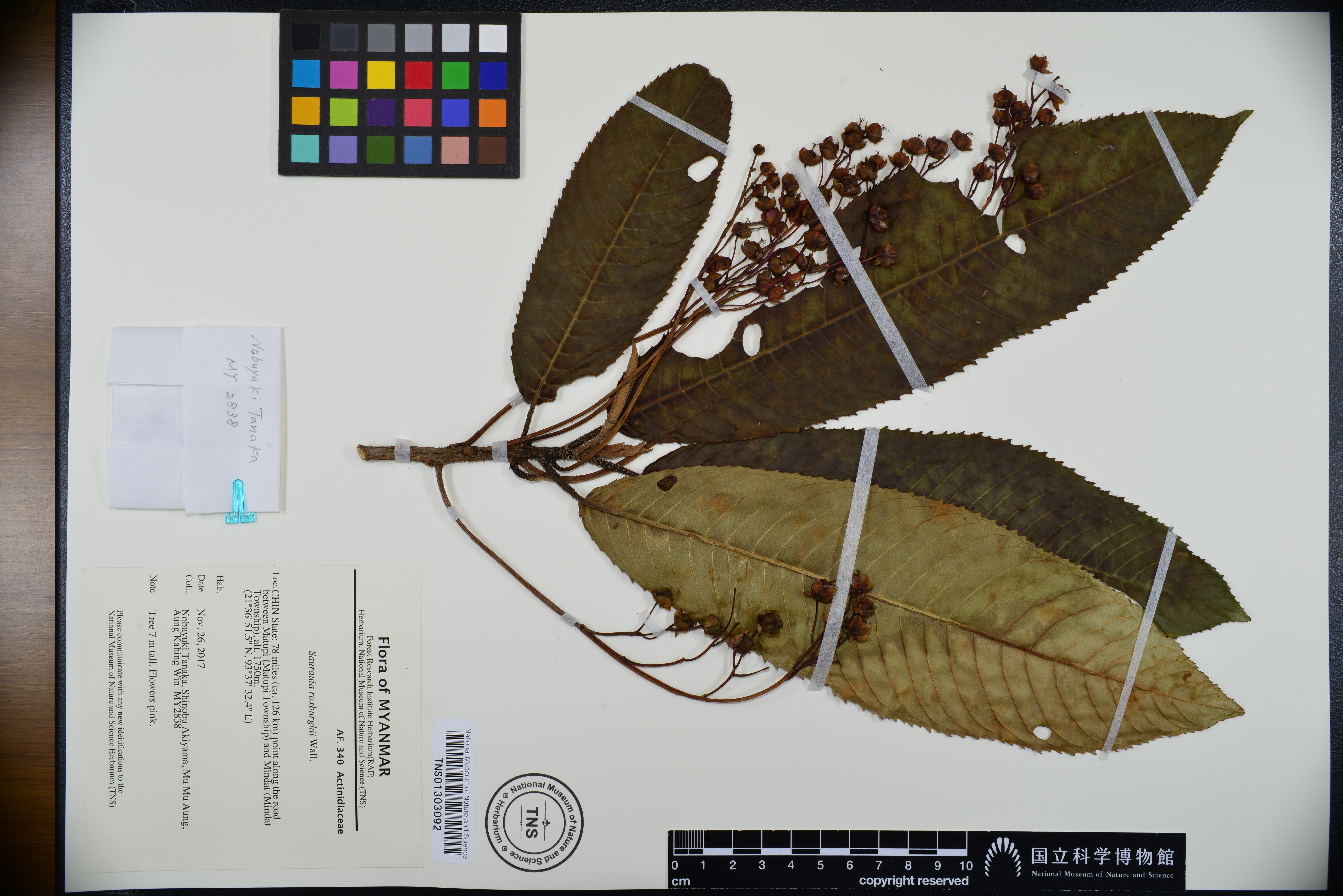 Flora of Myanmar Database