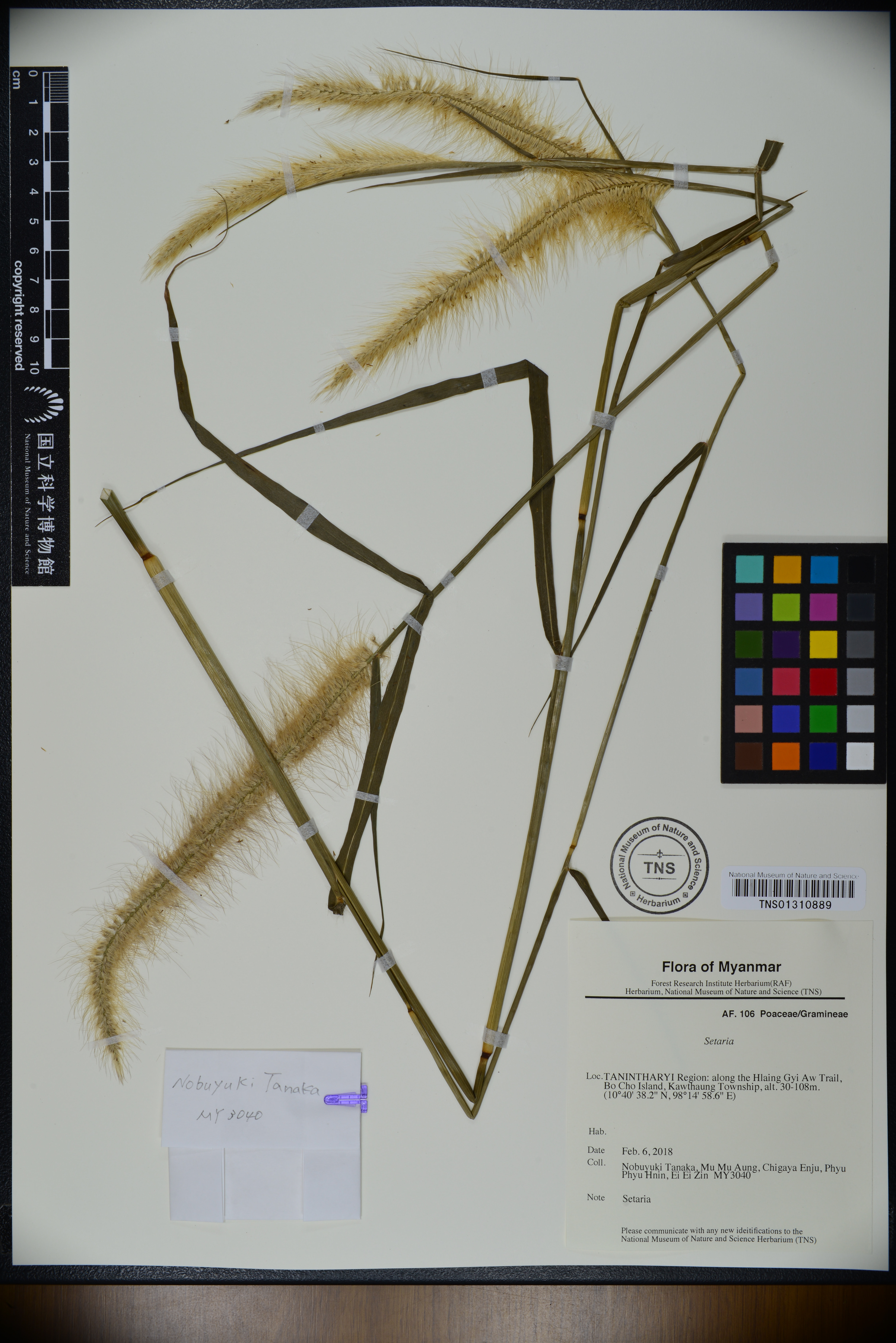 Flora of Myanmar Database