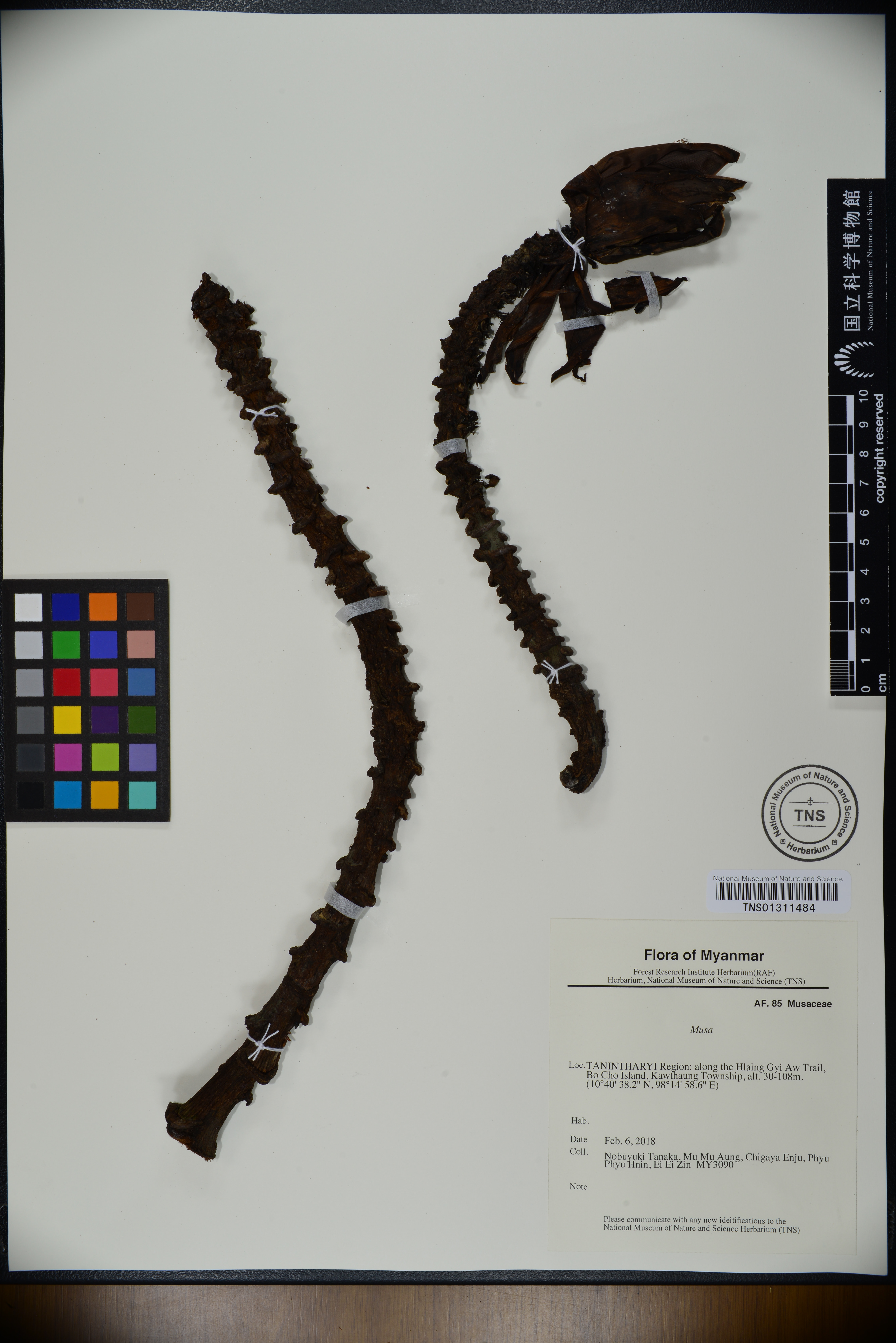 Flora of Myanmar Database