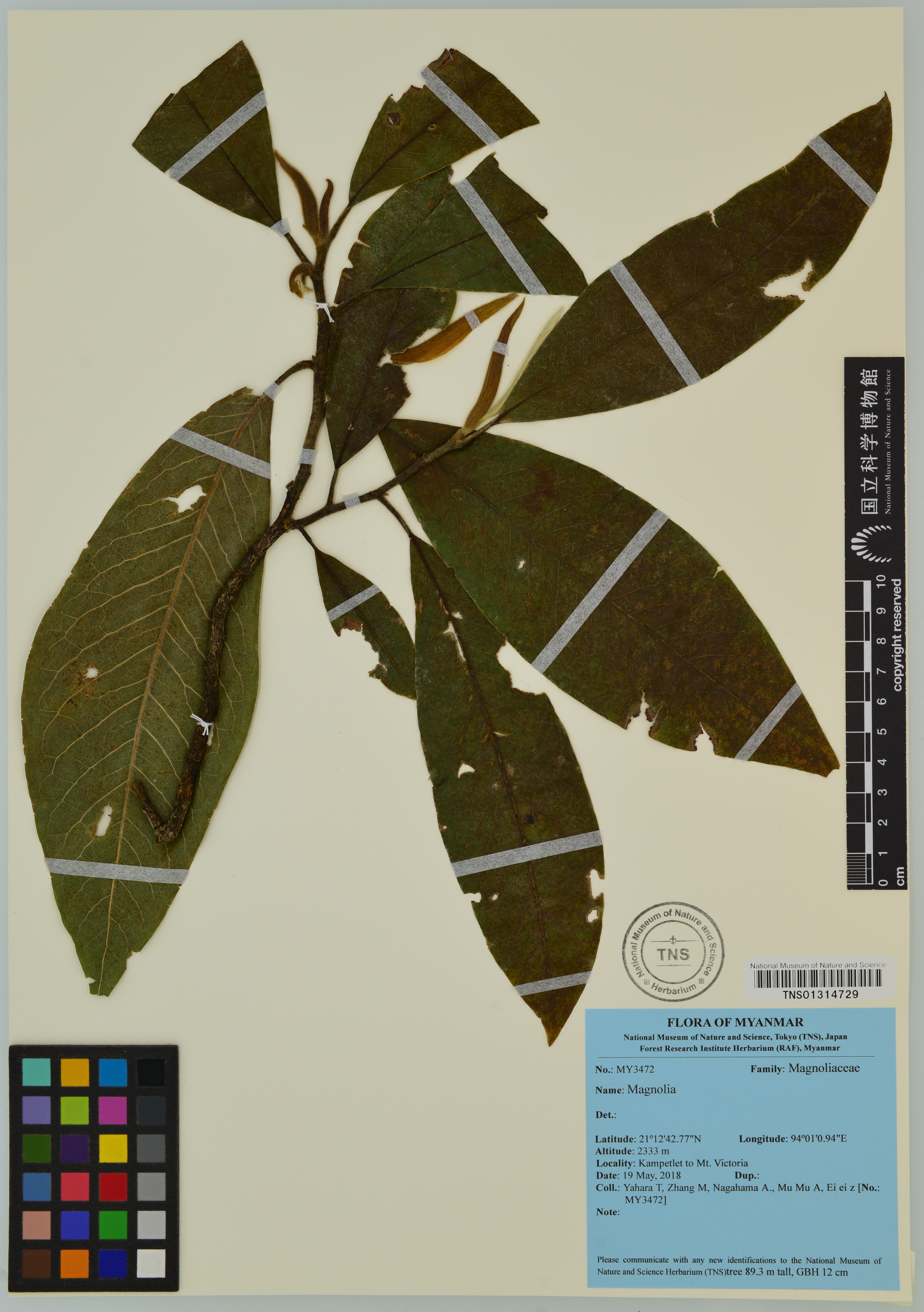 Flora of Myanmar Database