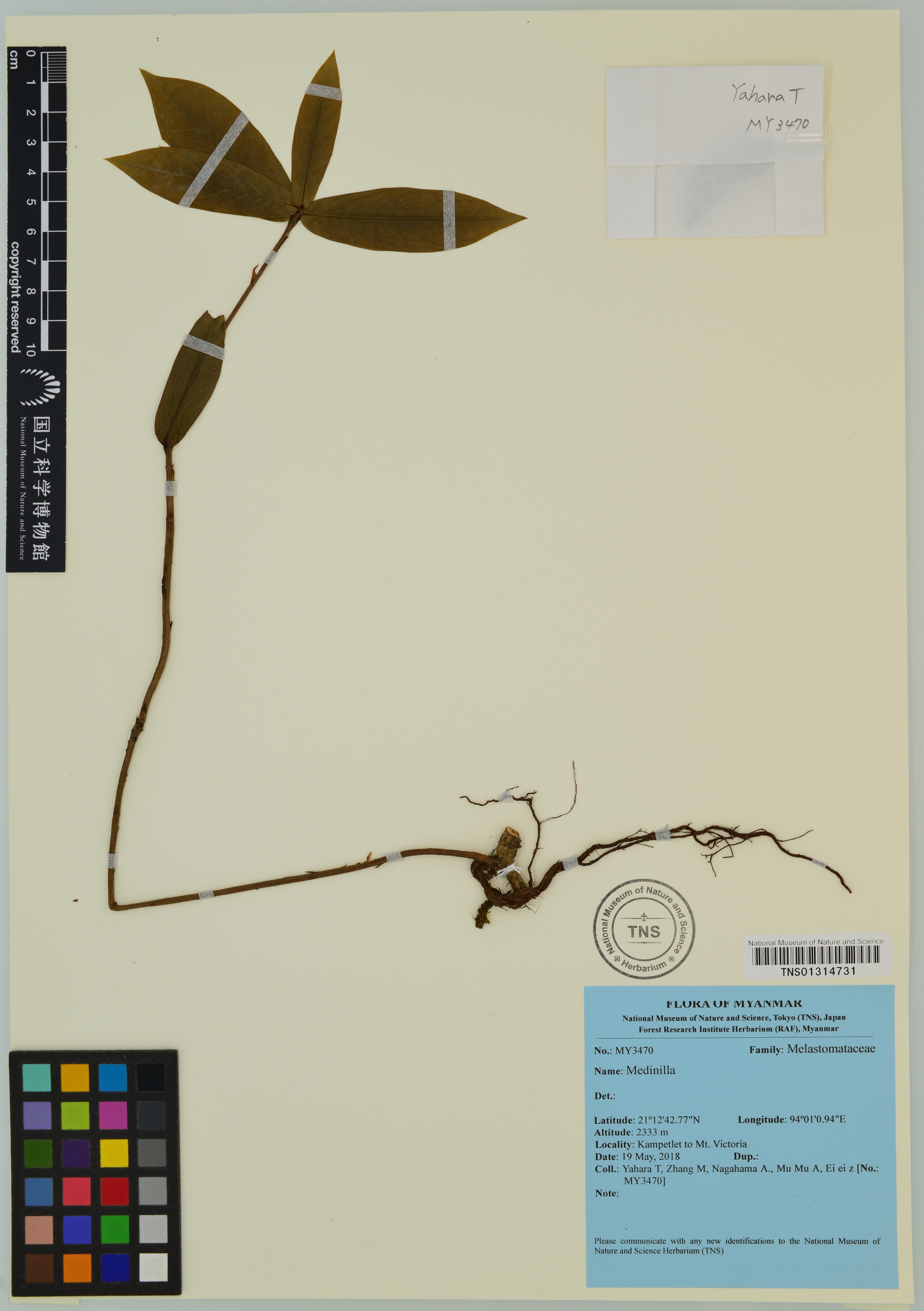 Flora of Myanmar Database