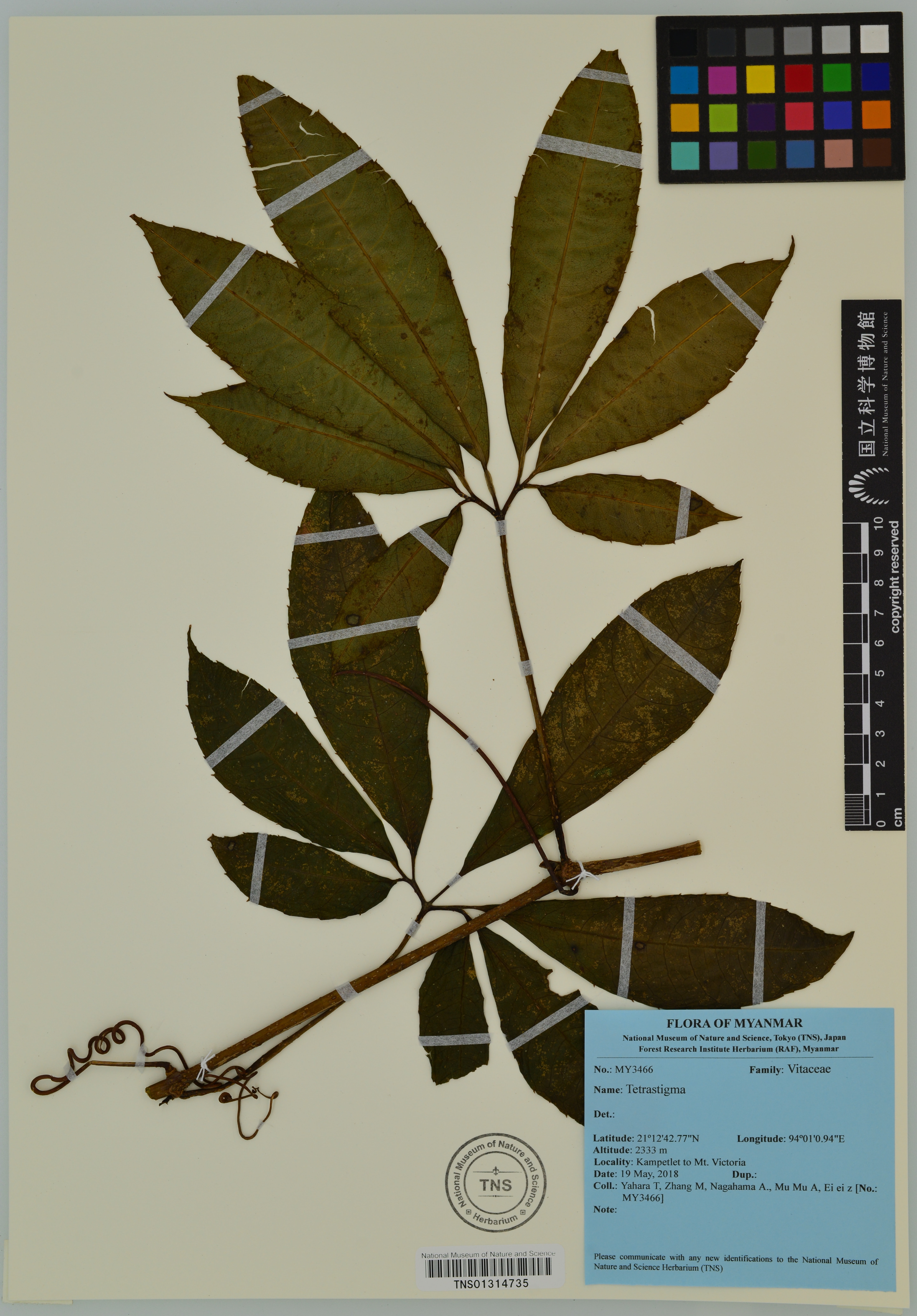 Flora of Myanmar Database