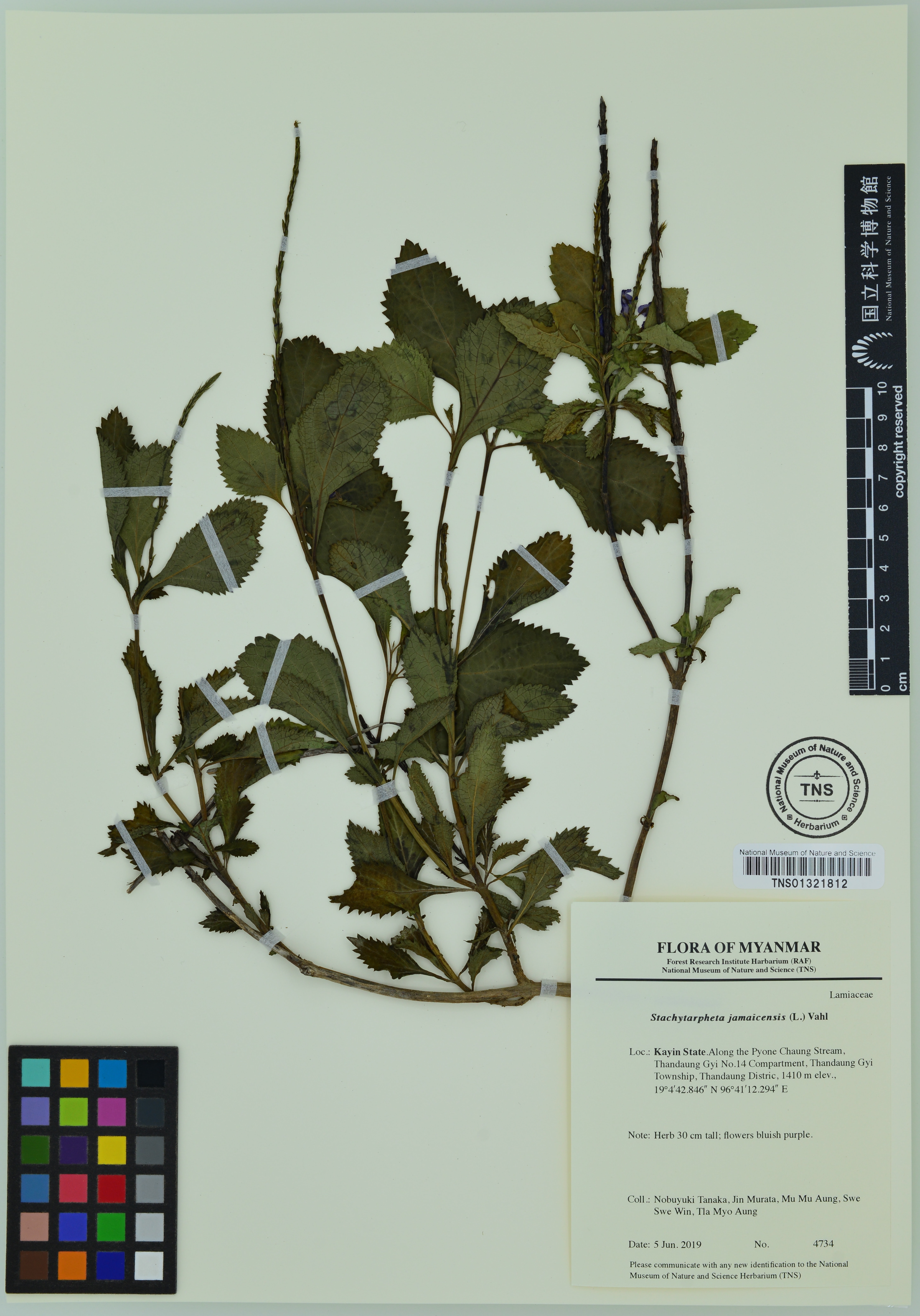 Flora of Myanmar Database
