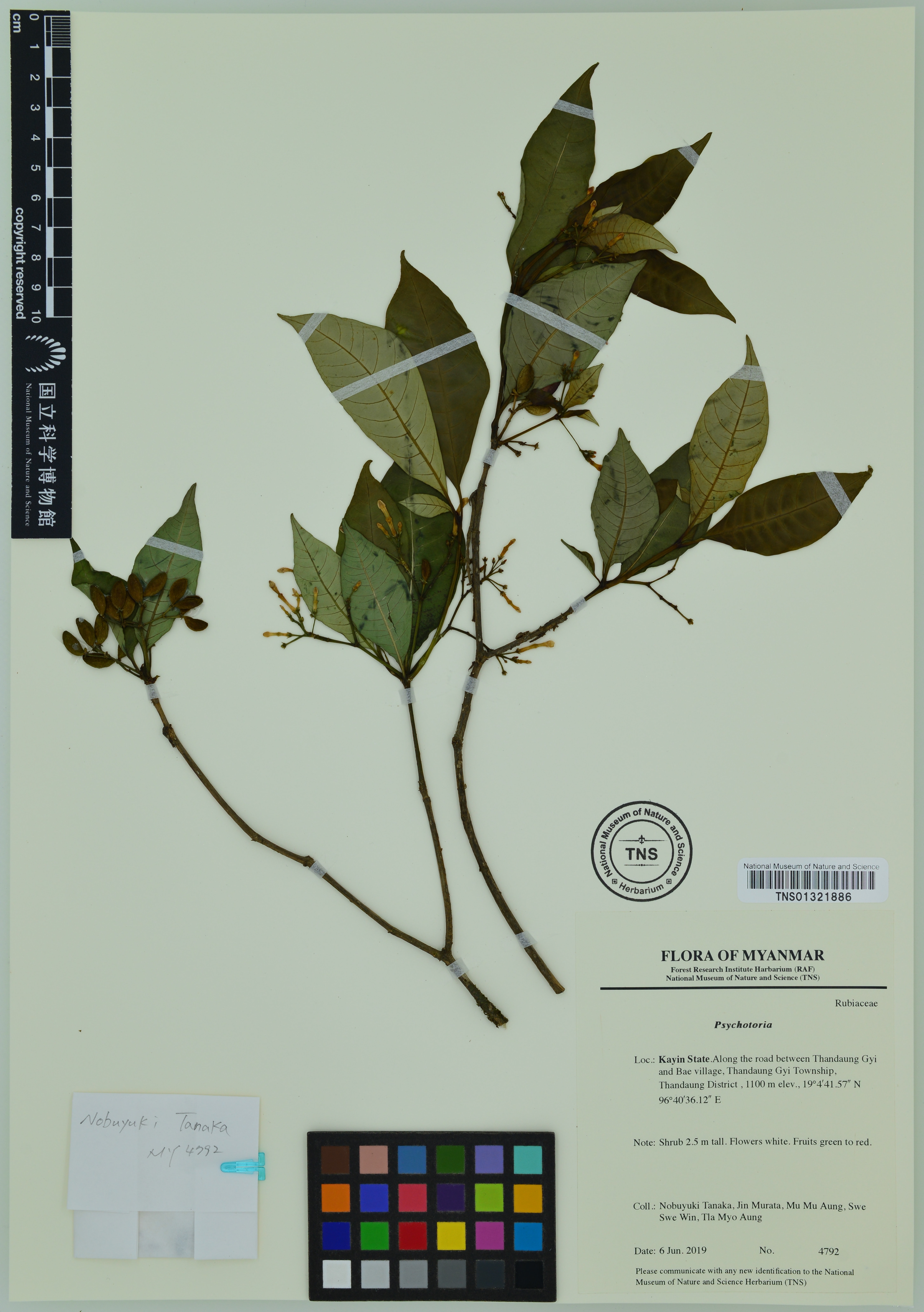 Flora of Myanmar Database
