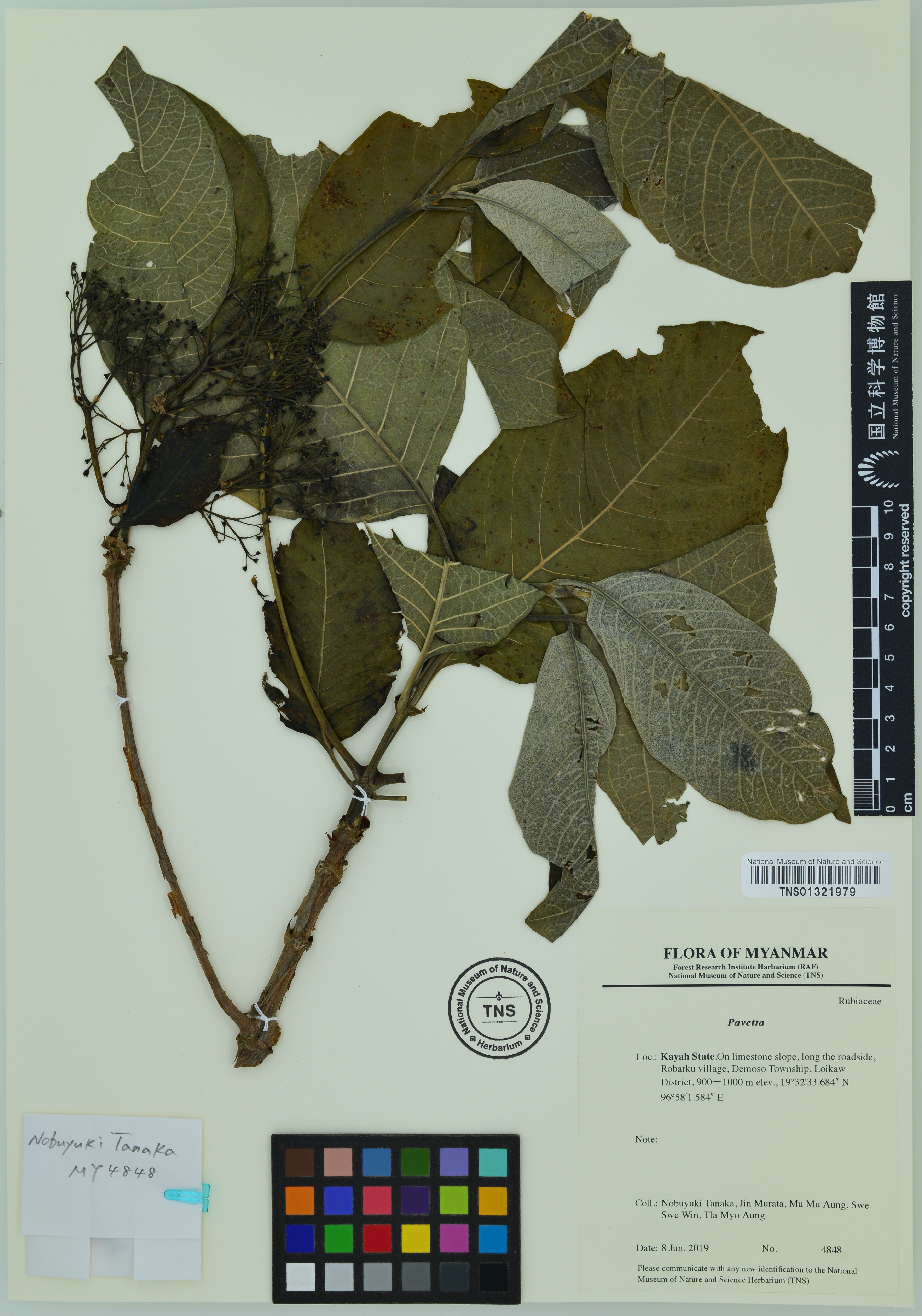 Flora of Myanmar Database