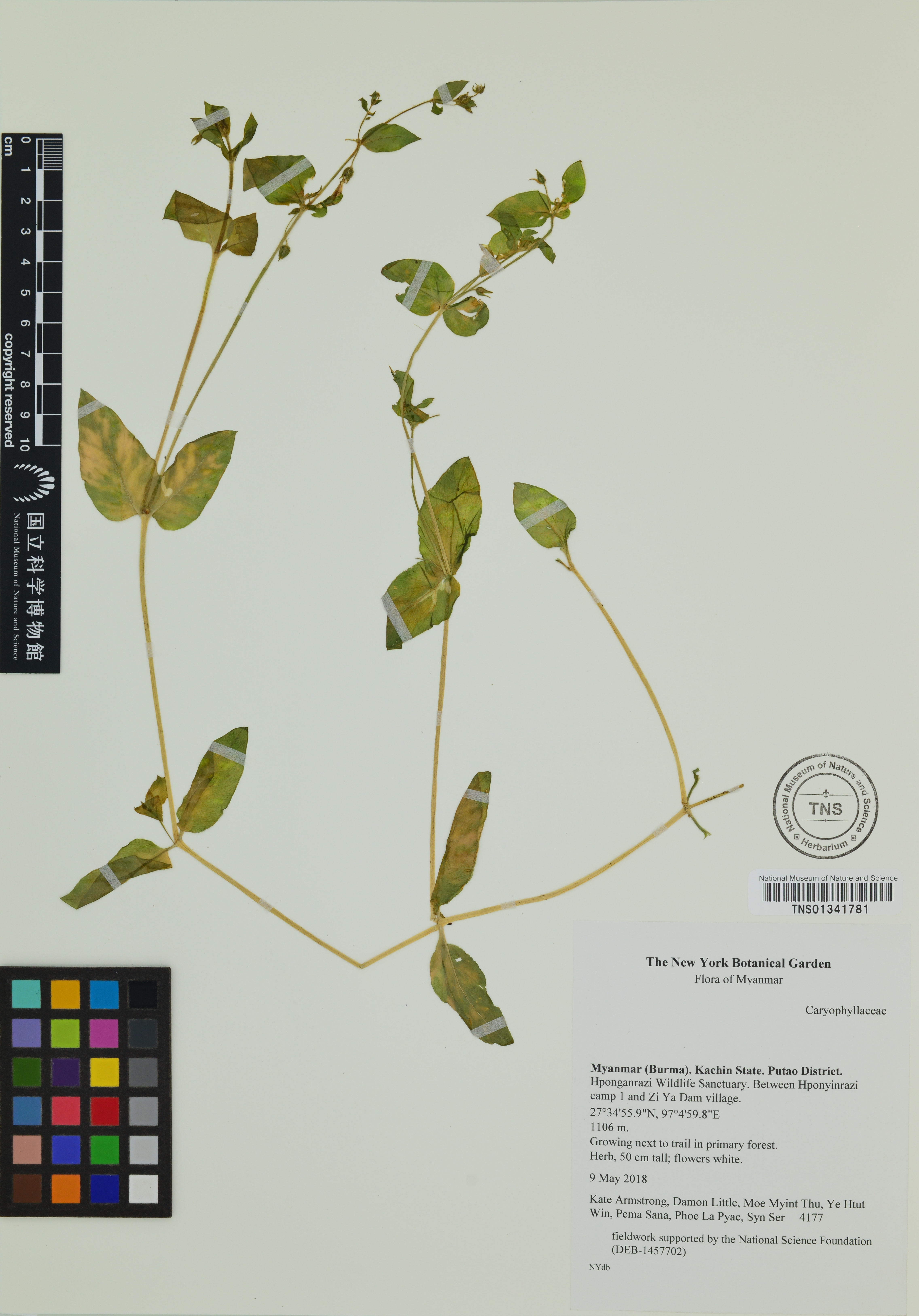 Flora of Myanmar Database