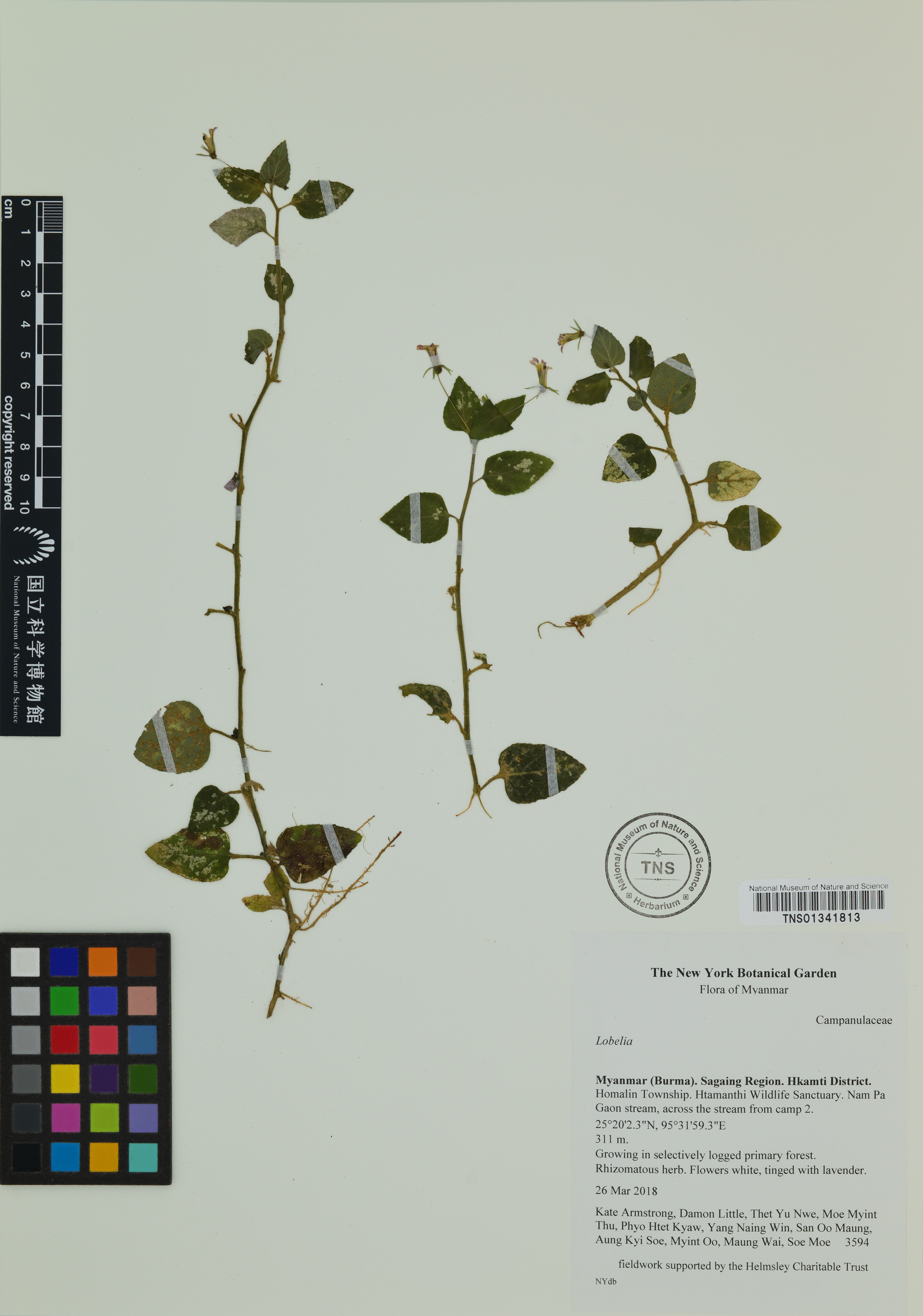 Flora of Myanmar Database