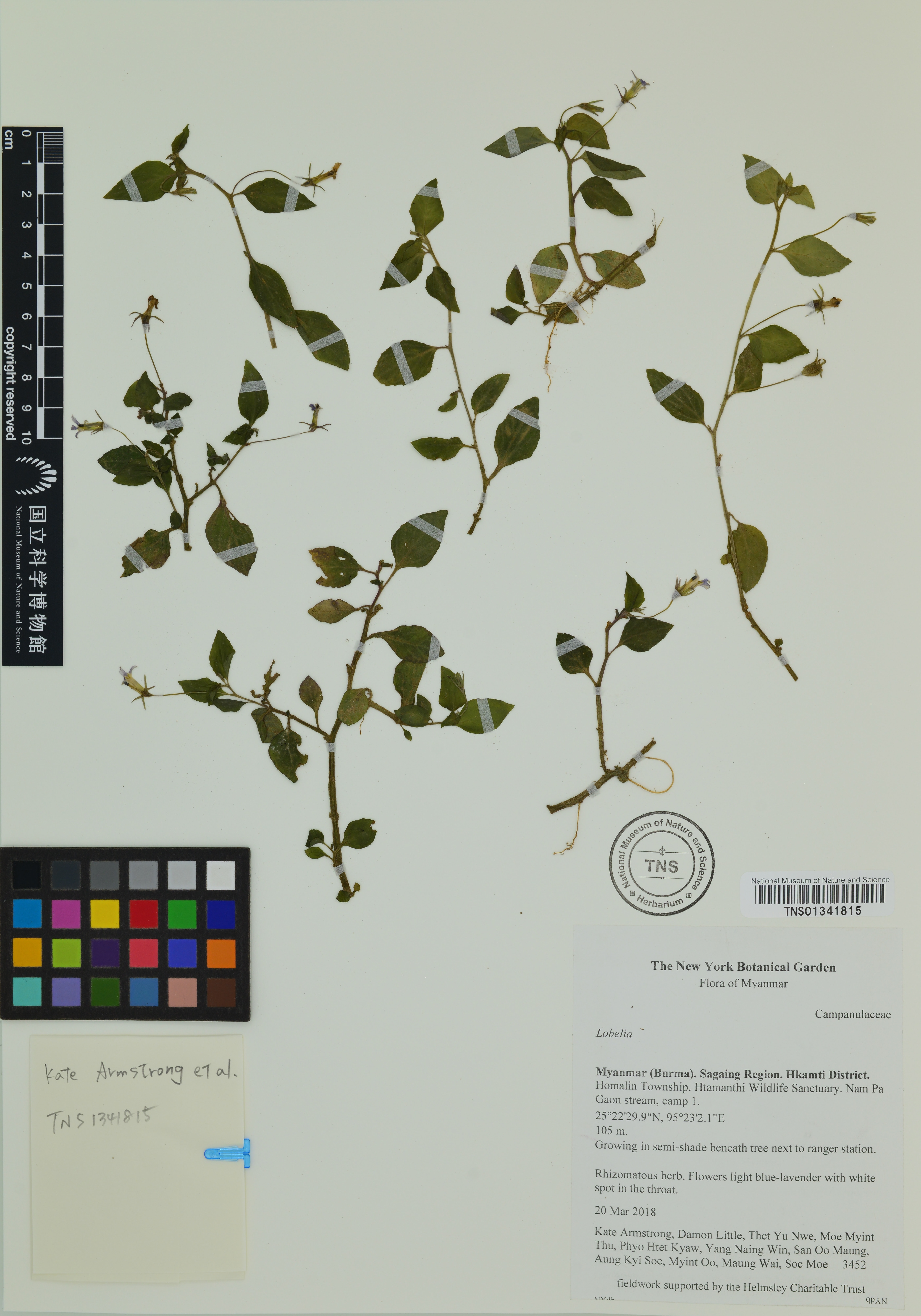 Flora of Myanmar Database