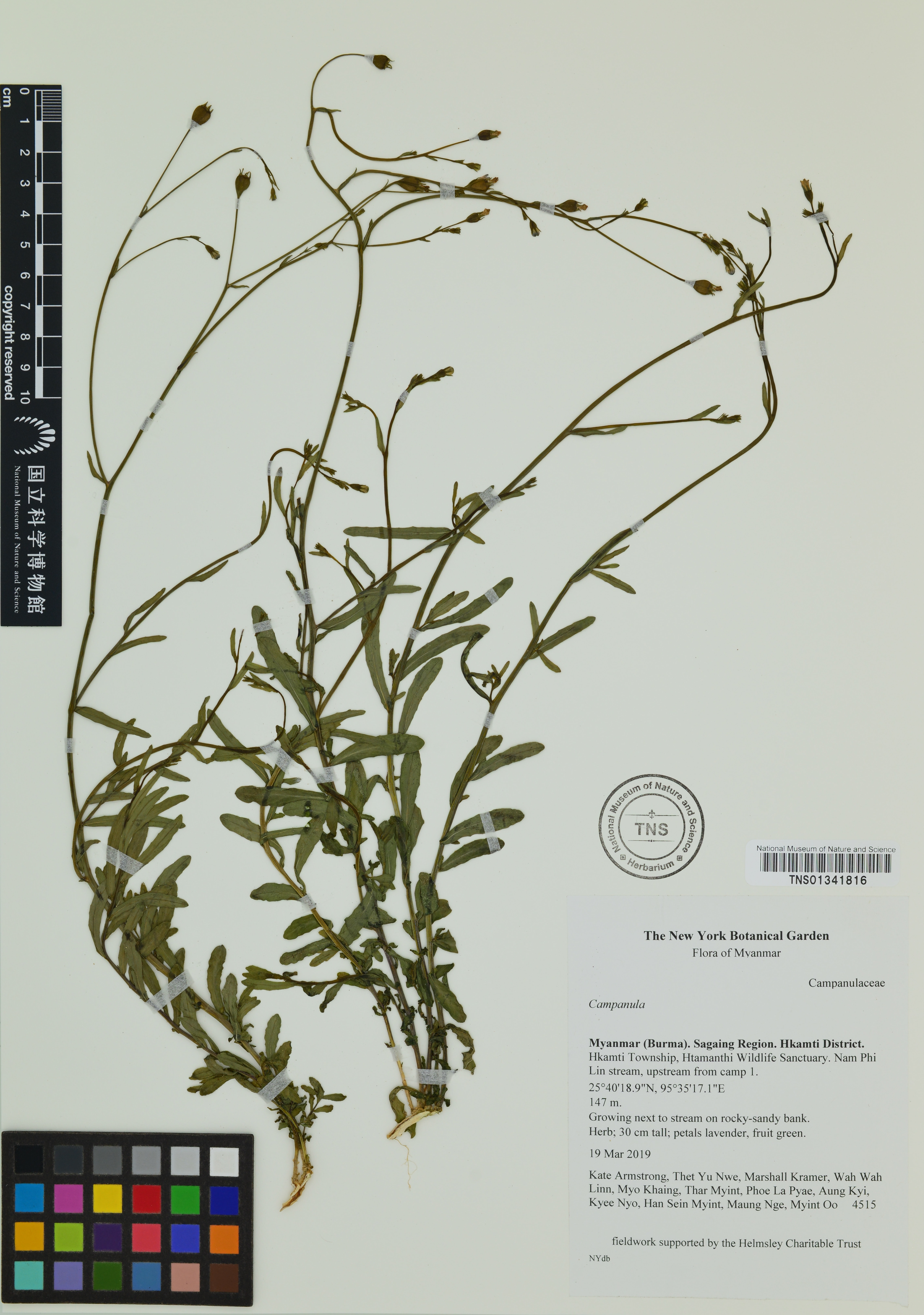 Flora of Myanmar Database