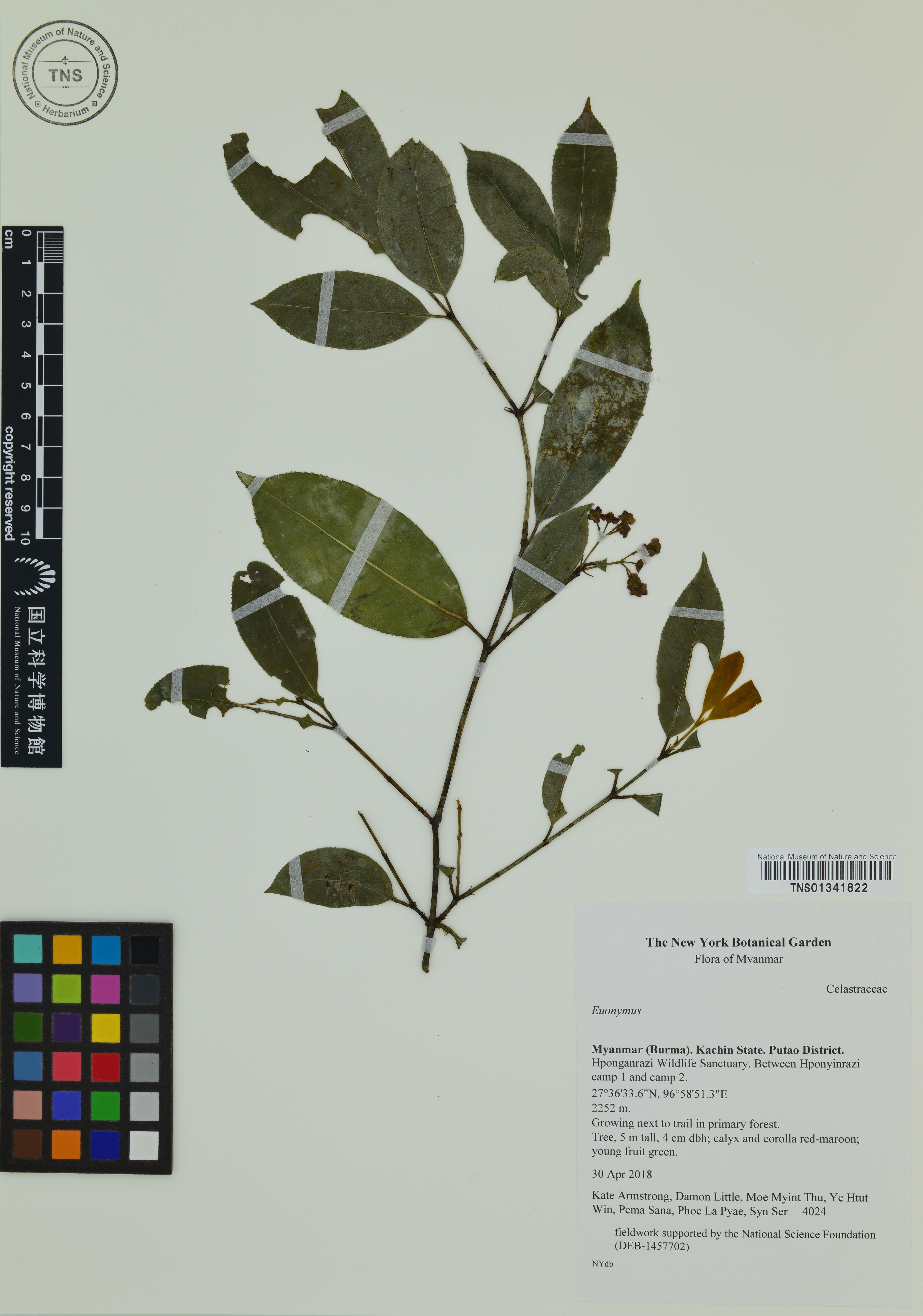 Flora of Myanmar Database
