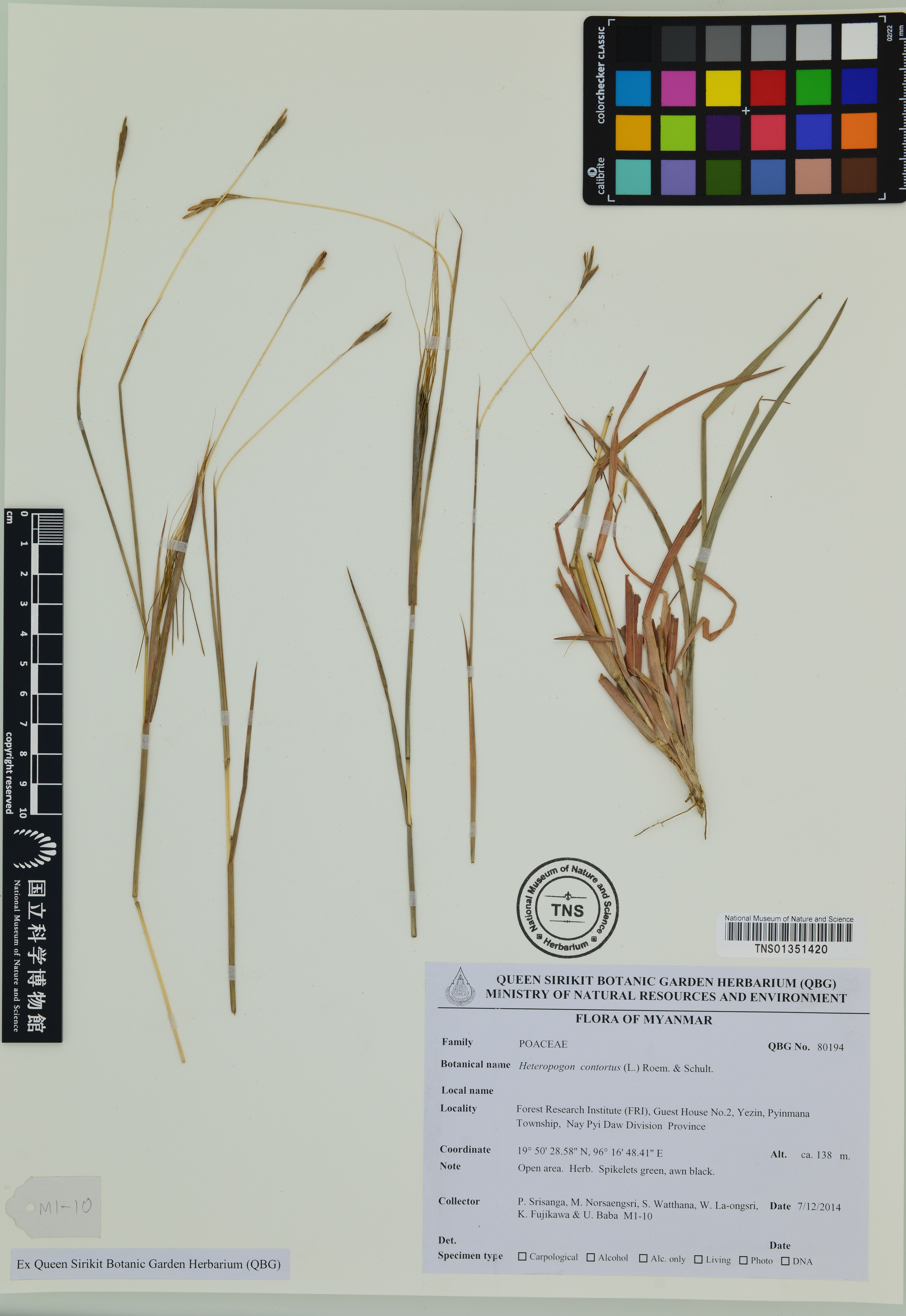 Flora of Myanmar Database