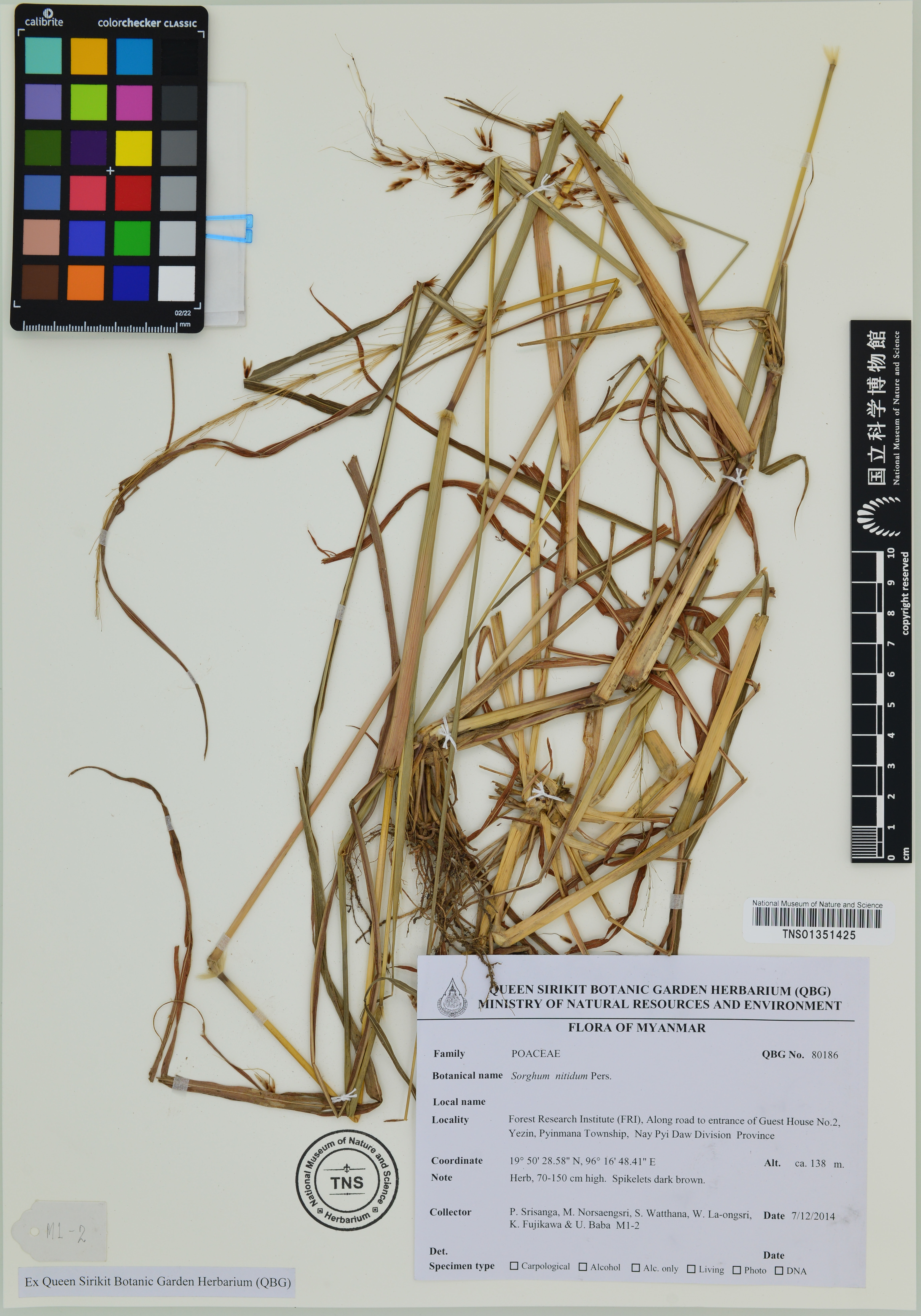 Flora of Myanmar Database