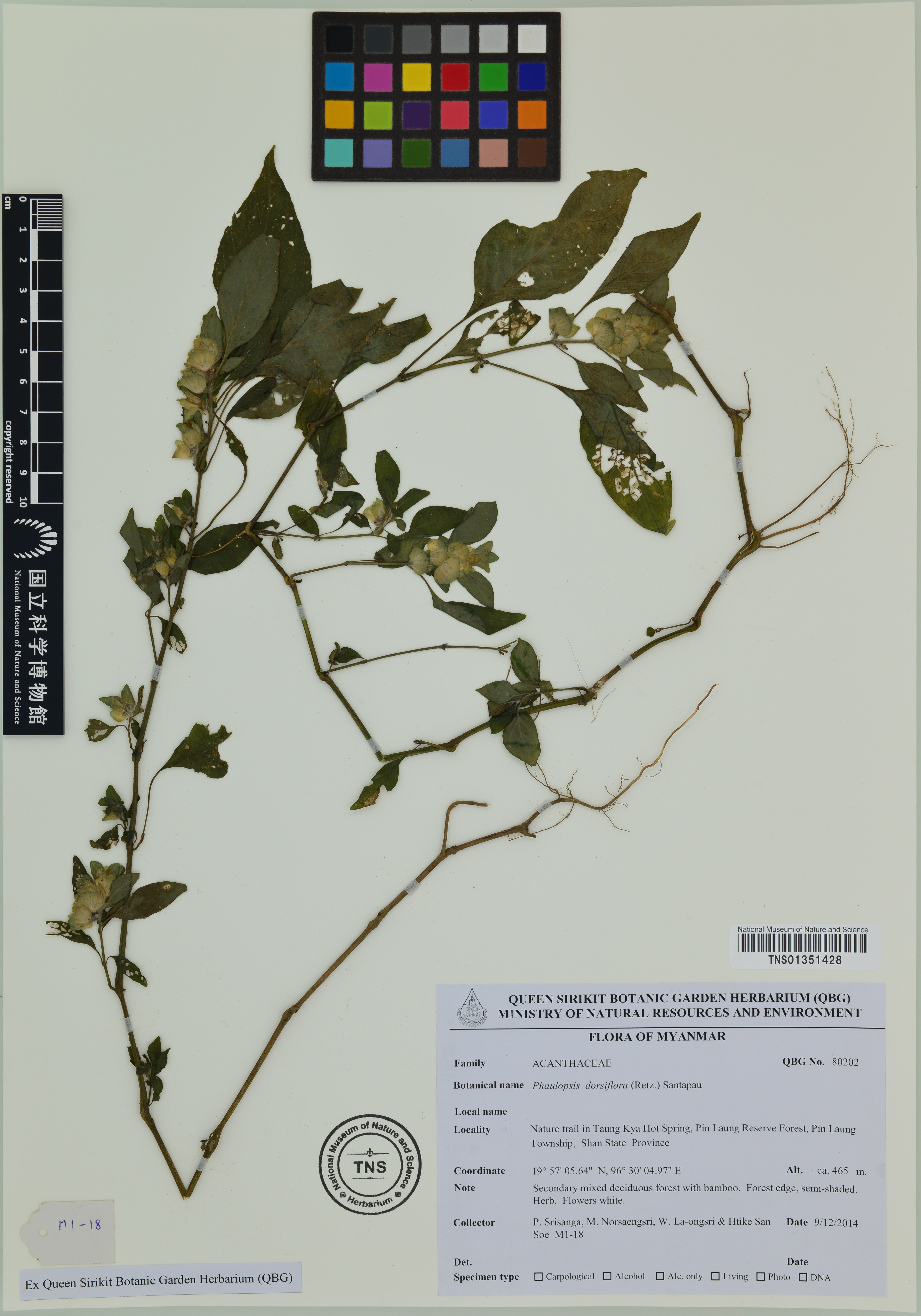 Flora of Myanmar Database