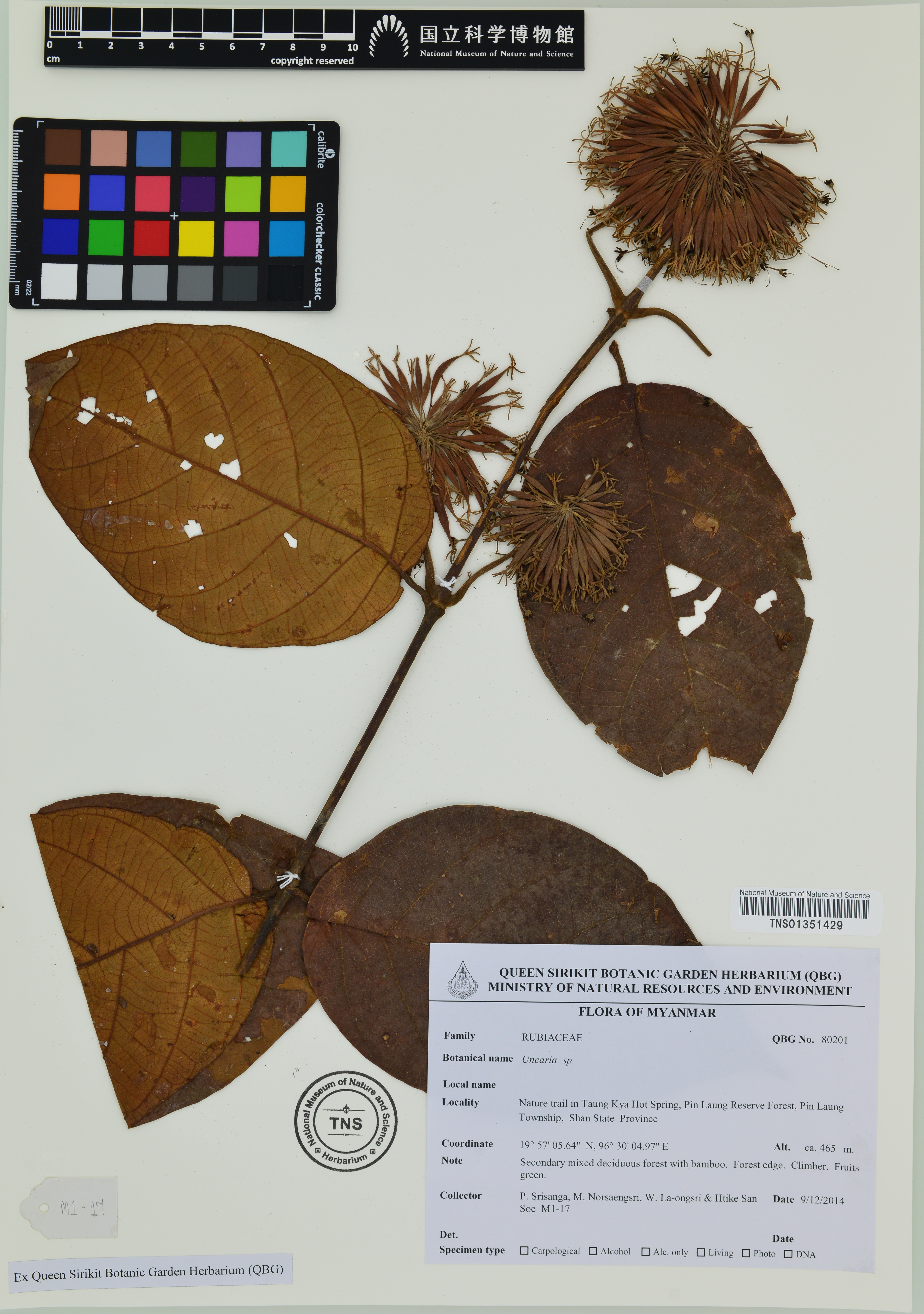 Flora of Myanmar Database