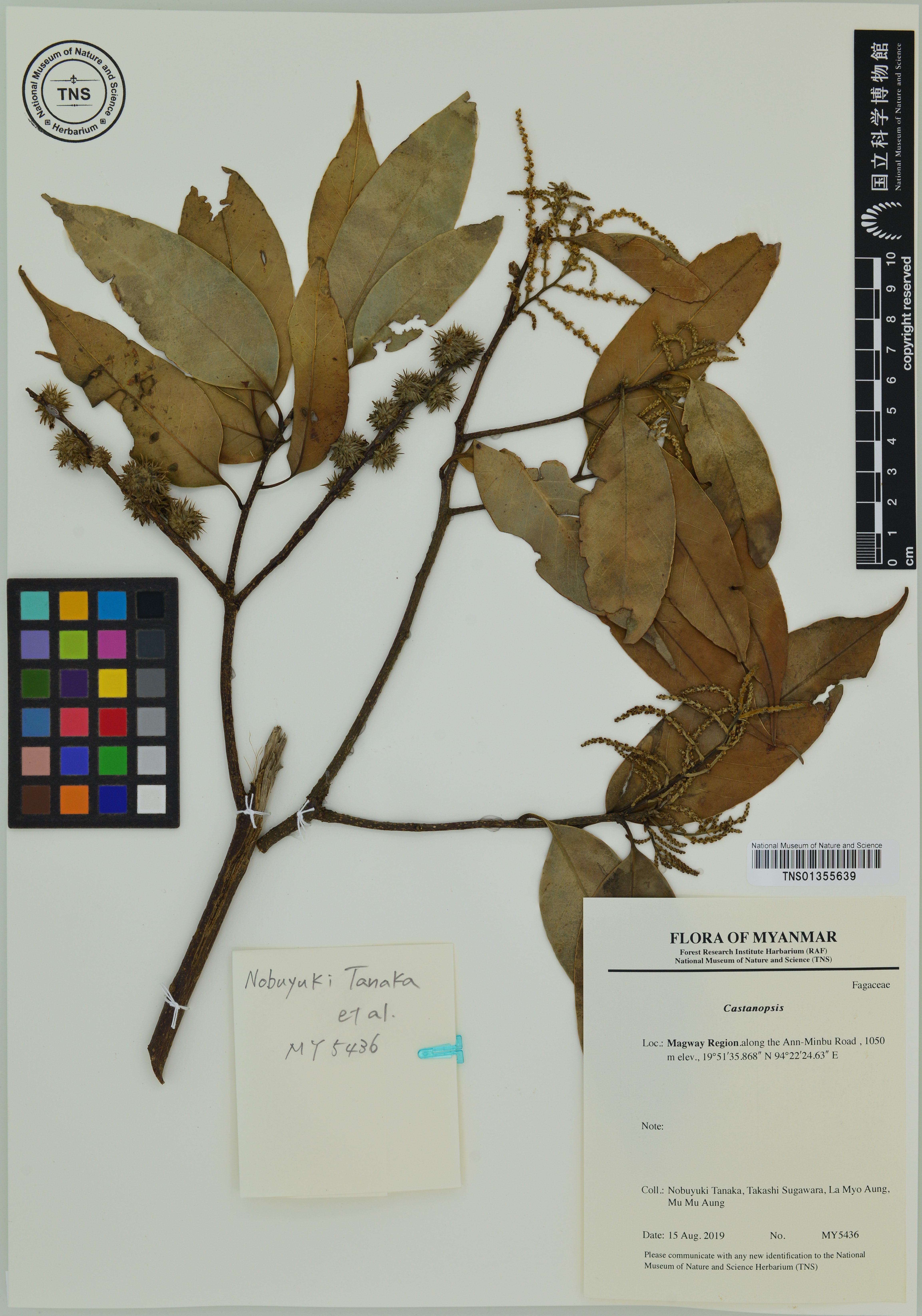 Flora of Myanmar Database